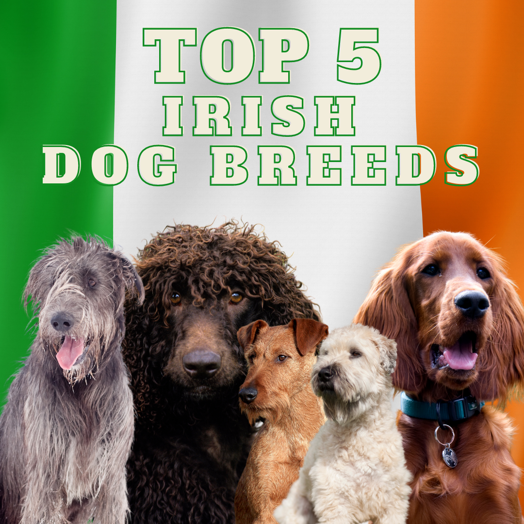 Top 5 Most Popular Irish Dog Breeds - aranstore.co.uk