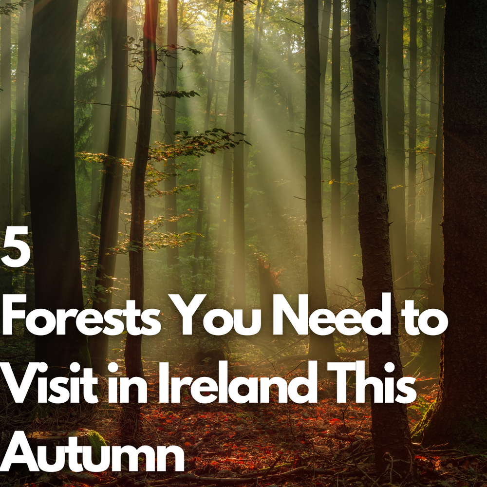 5 Forests You Need to Visit in Ireland This Autumn - aranstore.co.uk